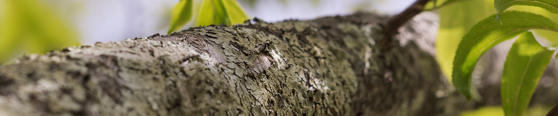 Buy the HT 105 petrol-driven pole pruner online | STIHL